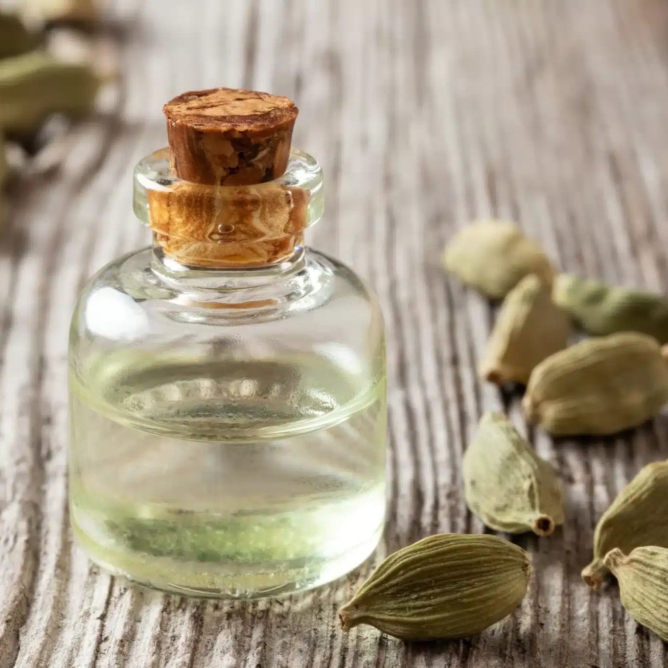 Benefits of Cardamom Essential Oil - Wholesale B2B Bulk Suppliers in U – Medikonda Nutrients