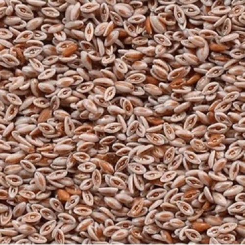 Benefits of Isabgol Seeds - Wholesale B2B Bulk Suppliers in Europe ...