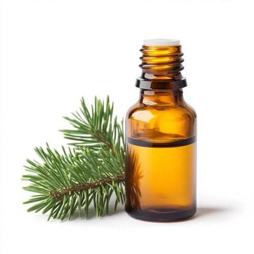 Benefits of Hemlock Spruce Essential Oil - Wholesale B2B Bulk Supplier ...