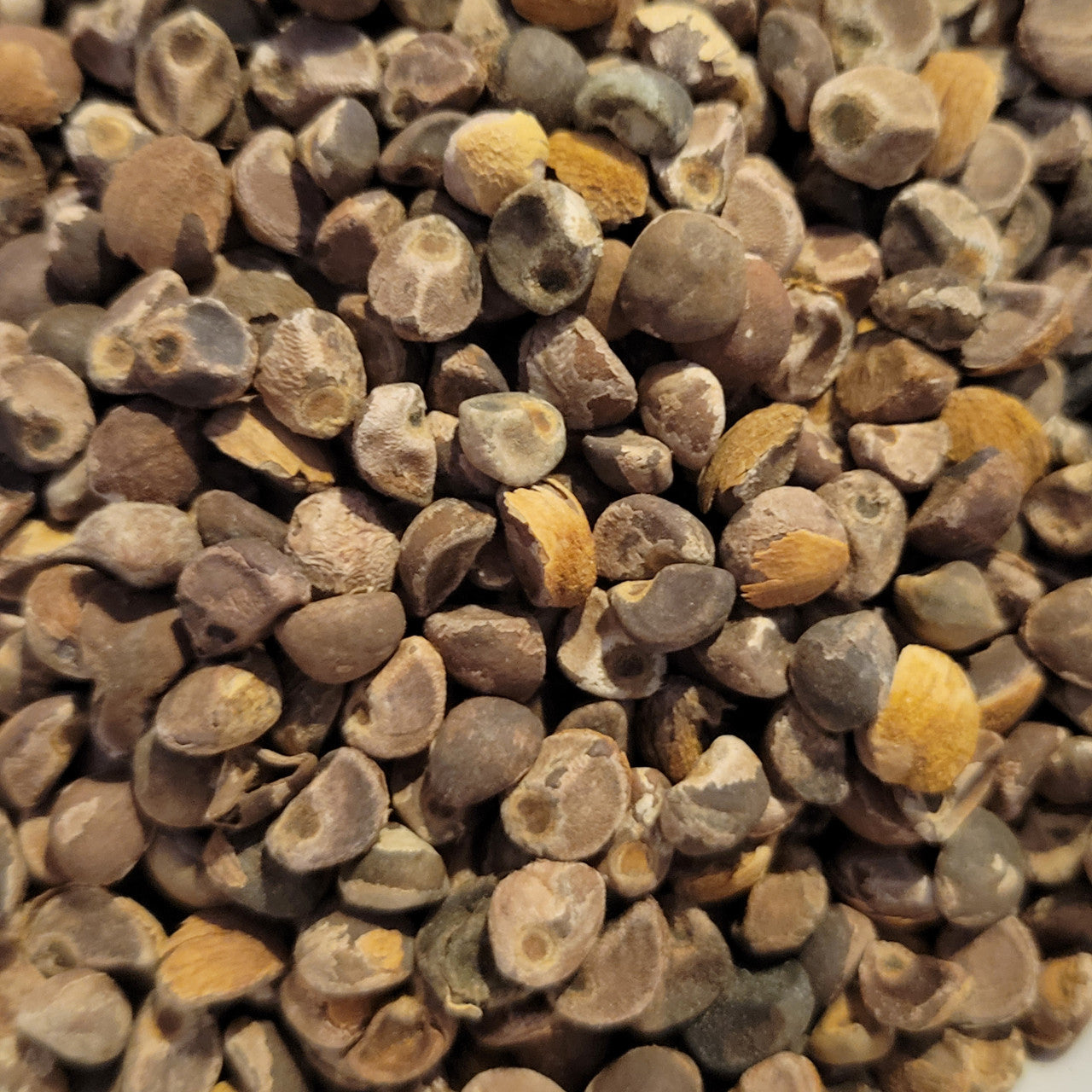 Hawaiian Baby WoodRose Seeds (HBWR- Argyreia Nervosa) - Medikonda Nutrients